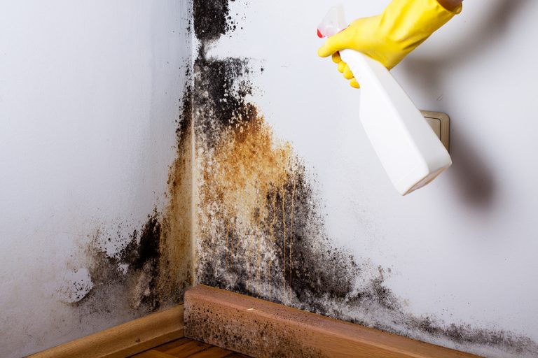 Does Mold Spot Treatment Enough - AA Action Waterproofing